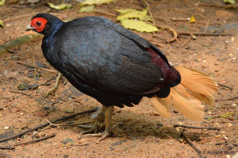 Malayan crestless Fireback_Jurong Singapore_R. Wirth 2015 – WPA-Deutschland